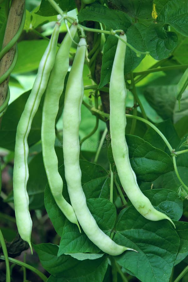 Fagiolo borlotto fotografia stock. Immagine di alimento - 43136272