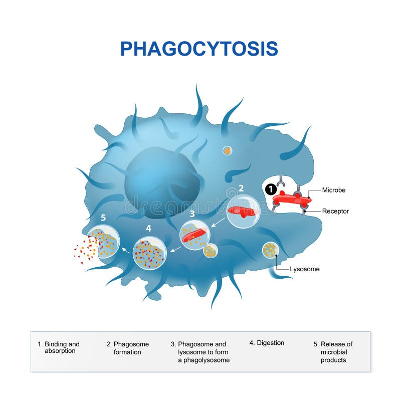 Fagocytose vector illustratie. Illustration of menselijk - 79205517
