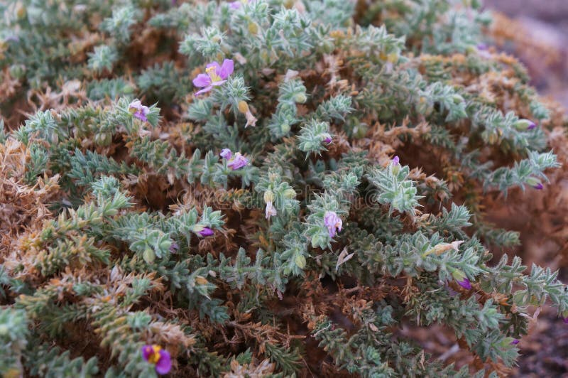 Fagonia Arabica blossom stock image. Image of bush, nature - 50698711