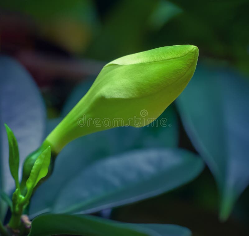 Fagraea Ceilanica Thunb -02 Stock Image - Image of branch, green: 254144033