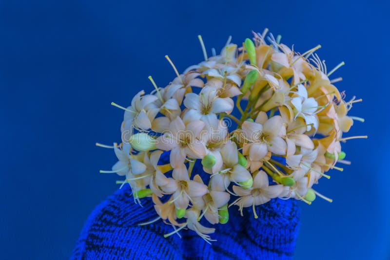 Fagraea Fragrans Roxb , Loganiaceae Flower.White Sakura Flower Stock ...