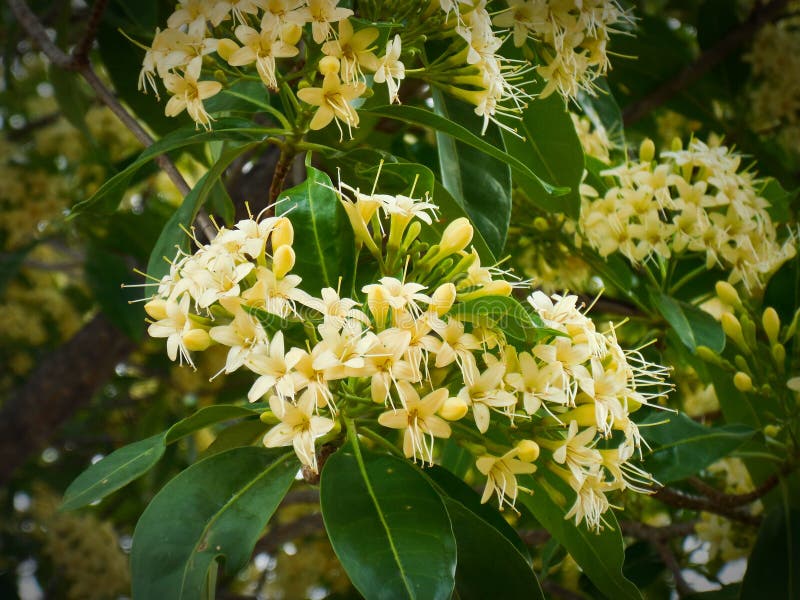 Fagraea Fragrans or Tembusu Flowers on Tree Stock Photo - Image of ...