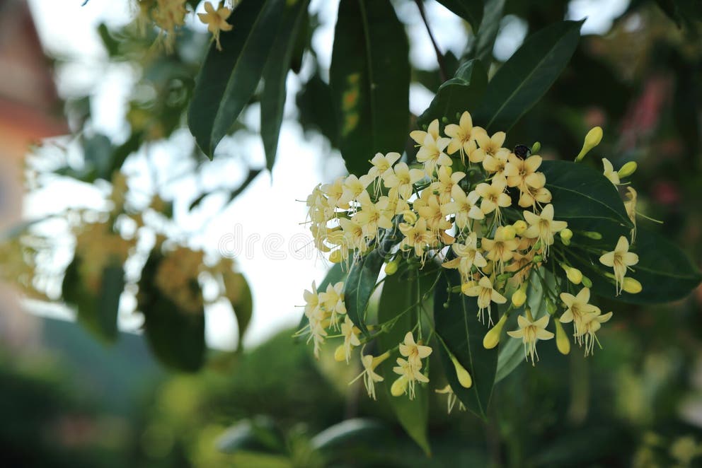 Fagraea Fragrans or Tembusu Flowers on Tree Stock Image - Image of ...