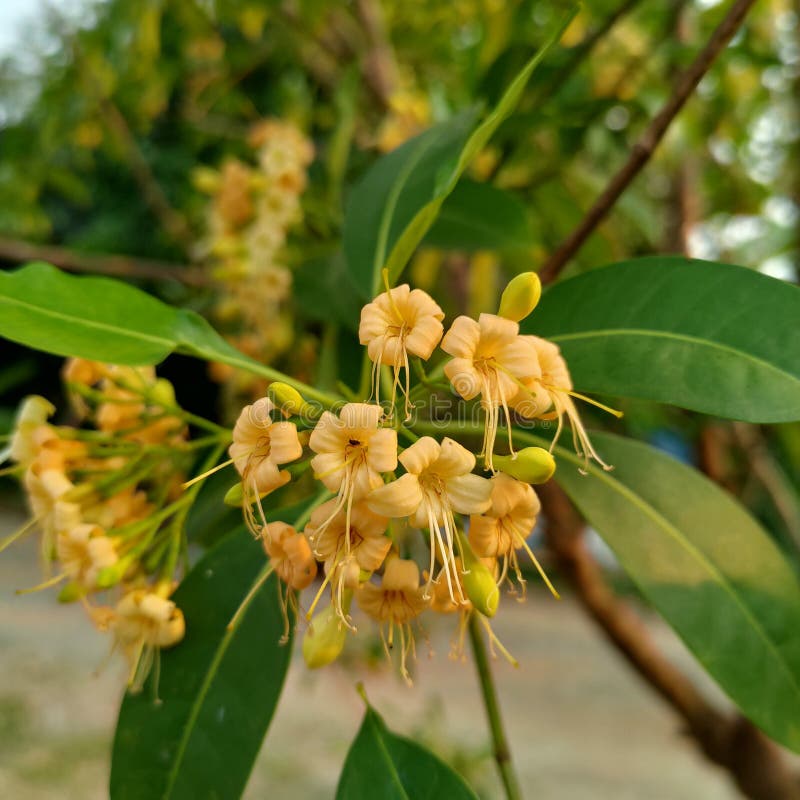 Fragrants Bouque Stock Photos - Free & Royalty-Free Stock Photos from ...