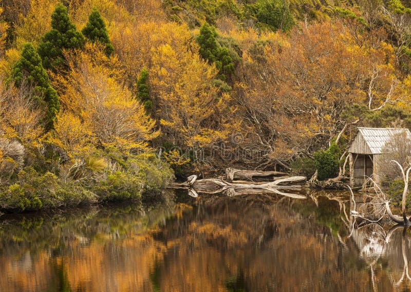 Fagus is a Deciduous Beech Tree in Tasmania. Stock Photo - Image of ...