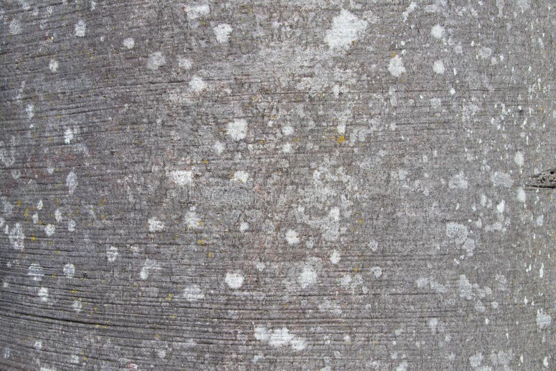 Tree Bark Texture of Fagus Sylvatica or European Beech Stock Image ...