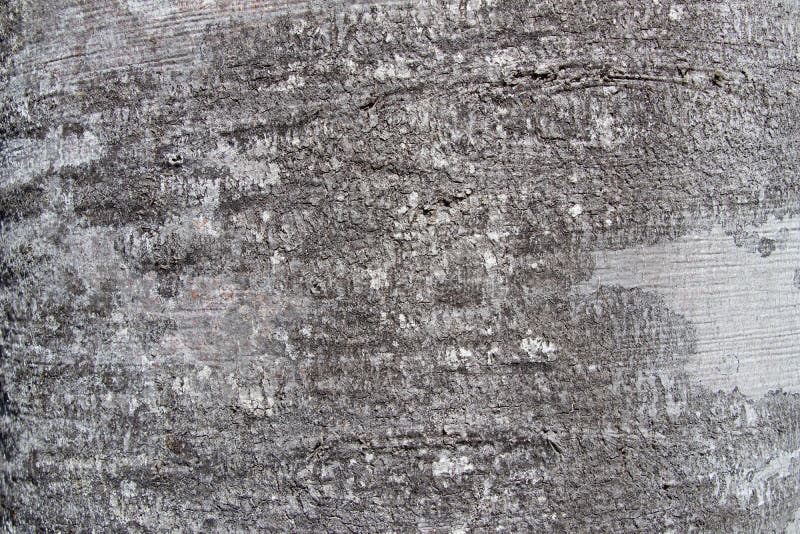 Tree Bark Texture of Fagus Sylvatica or European Beech Stock Image ...