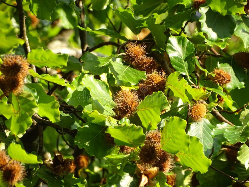 Foglie e frutti del faggio fotografia stock. Immagine di biodiversity ...