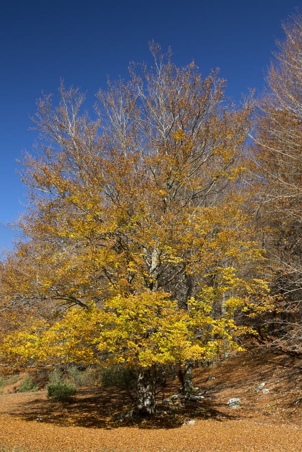 Beech Dressed with Autumnal Foliage Stock Image - Image of season ...