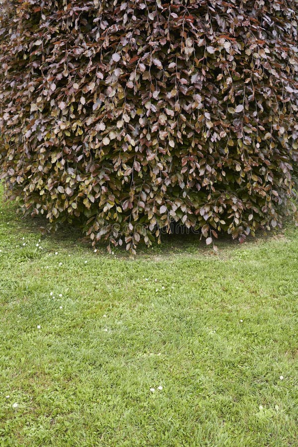Fagus Sylvatica Pendula Close Up Stock Photo - Image of botanical ...