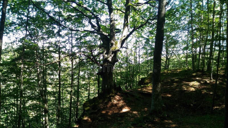 Fagus Trees. Deciduous Forest in Apennines. Italian Forest Stock Photo ...