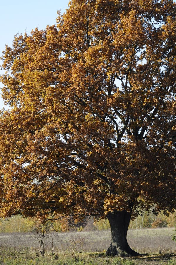 Faia - fagus-sylvatica imagem de stock. Imagem de faia - 11688947