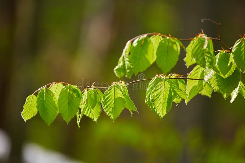 A faia sae do close up foto de stock. Imagem de close - 90742210