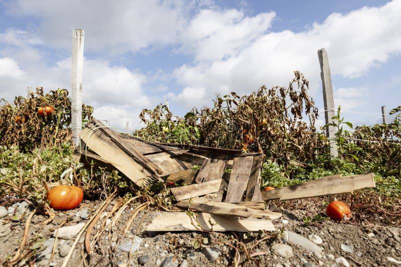 Failed Crop of Tomatoes Due To Drought Stock Image - Image of ...