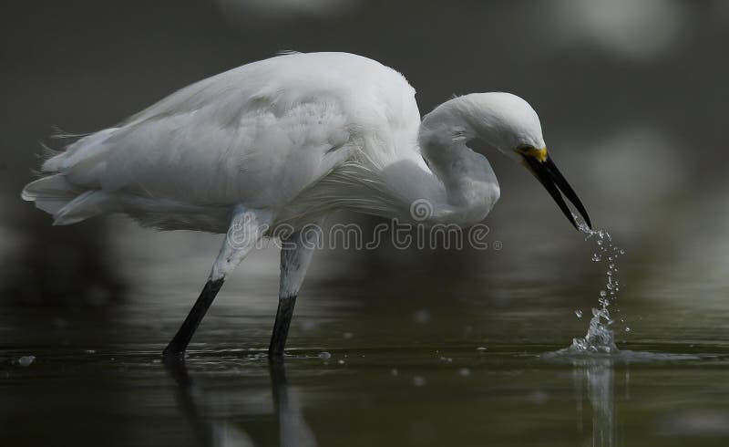 Failed, Lucky Fish Get Away from Stork Strike Stock Photo - Image of ...