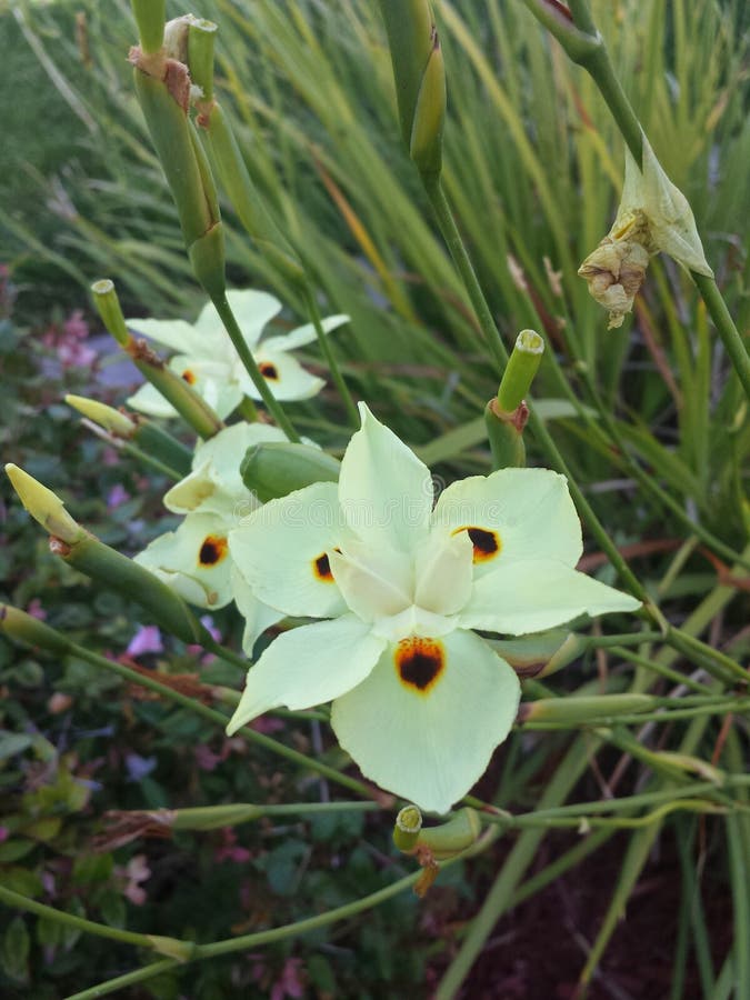 Faint Attraction stock image. Image of color, beautiful - 104446065