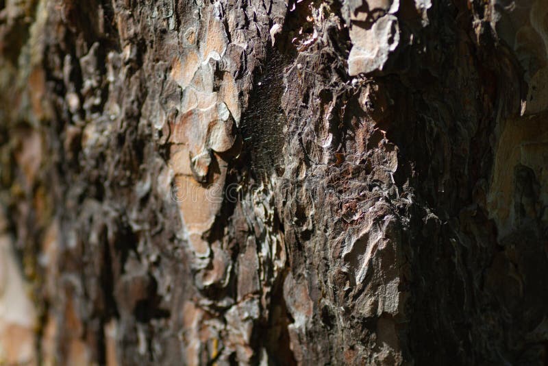 Faint Cobweb Stock Photos - Free & Royalty-Free Stock Photos from ...