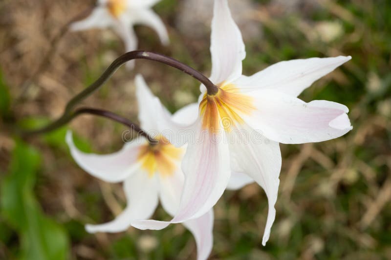 Faint Pink Runs Along the Petals of Avalanche Lily Stock Photo - Image ...