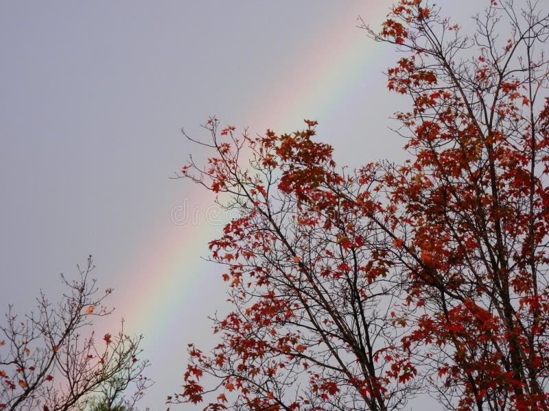 Faint Rainbow Over Autumn Trees Stock Image - Image of rainbow, tree ...