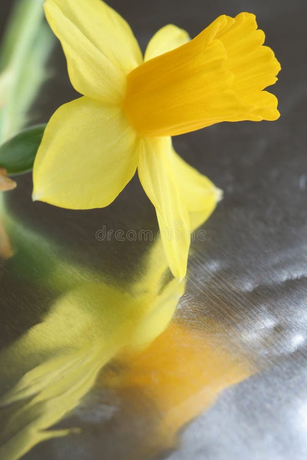 Faint reflection stock image. Image of narcissus, petals - 530993