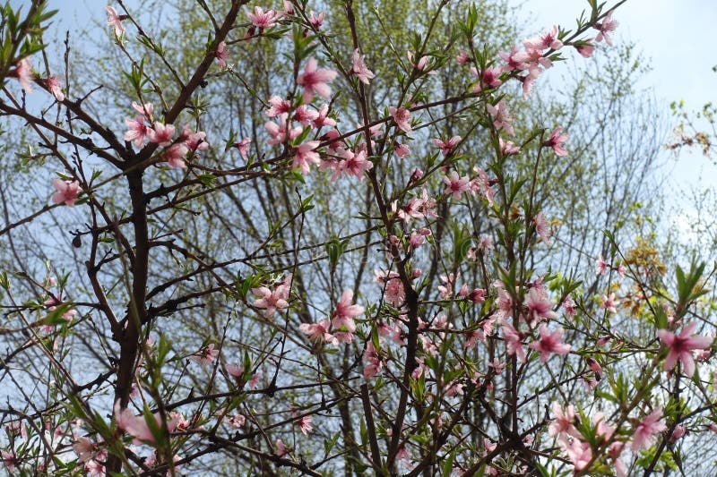 Fair Blue Sky and Branches of Blossoming Peach in April Stock Image ...
