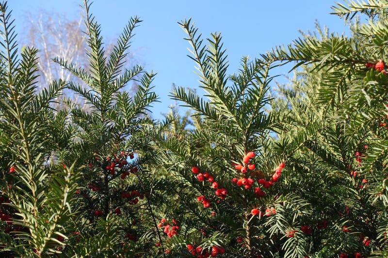 Fair Blue Sky and Branches of Common Yew with Red Berries in October ...
