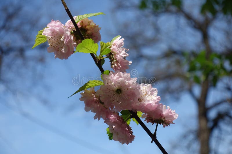 Fair Blue Sky and Flowers of Prunus Triloba Stock Image - Image of twig ...