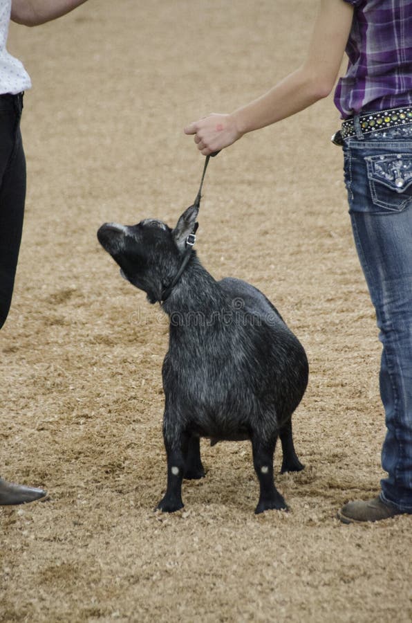 Fair Judging of Goat Contest Editorial Stock Photo - Image of hairy ...