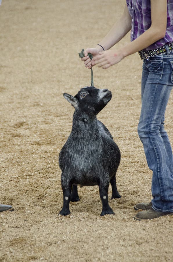 Fair Judging of Goat Contest Editorial Stock Image - Image of mammal ...