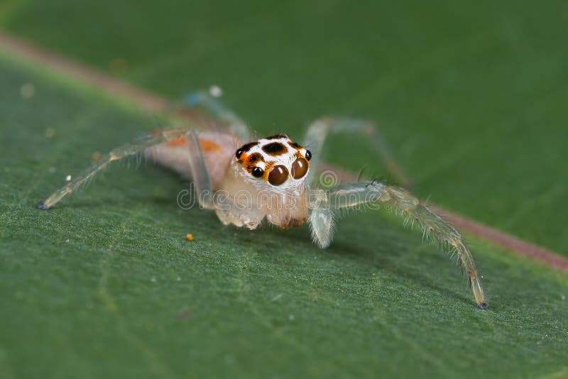 A Fair Jumping Spider with Four Missing Legs Stock Photo - Image of ...