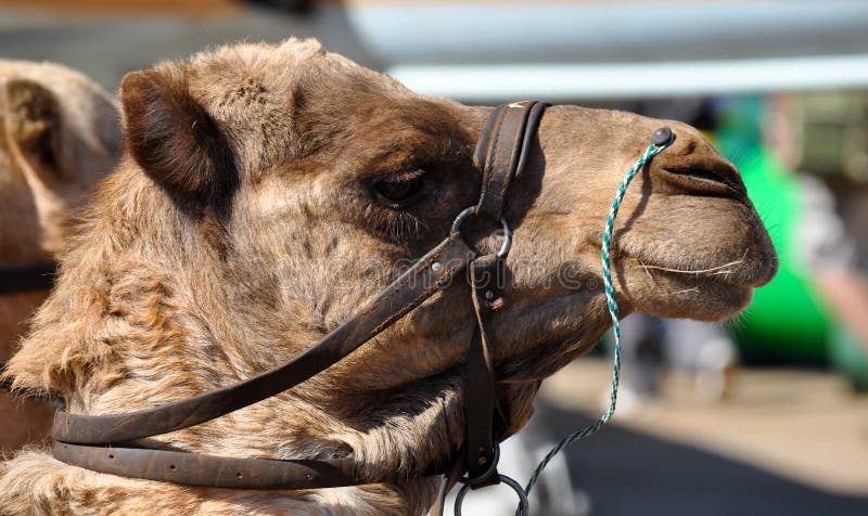 554 Camel Eyelashes Stock Photos - Free & Royalty-Free Stock Photos ...