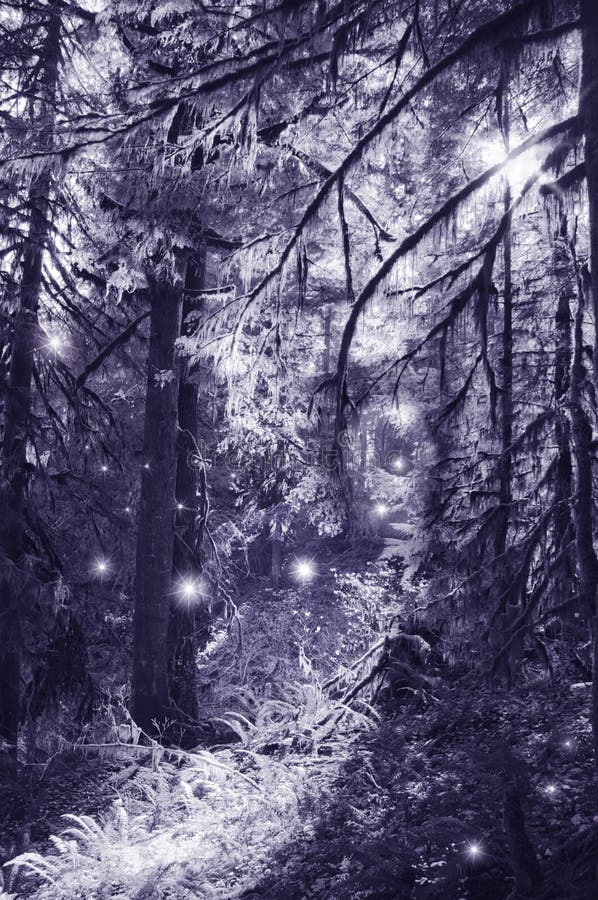 Fairies in Moonlight Dancing in the Magical Forest Stock Photo - Image ...