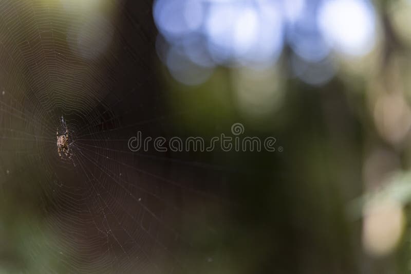 Spider Hanging on Web in Forest Stock Image - Image of close, copy ...