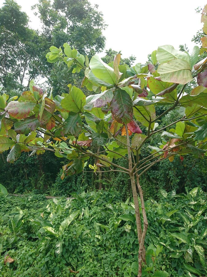 Terminalia Catappa in Green Environment. Stock Photo - Image of foliage ...