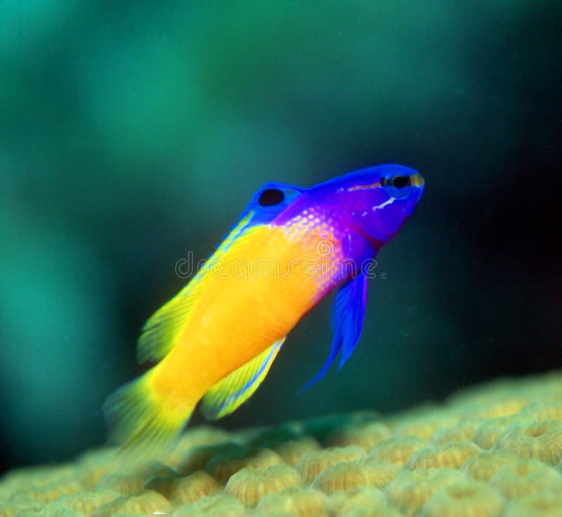 Fairy Basslet stock photo. Image of scuba, marine, underwater - 29044