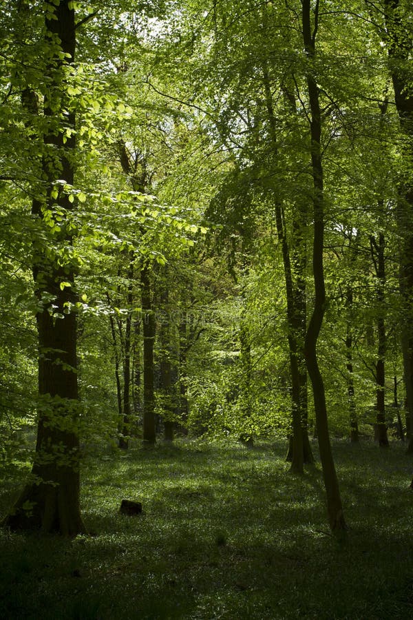 Fairy dell stock photo. Image of gloucestershire, british - 36560866