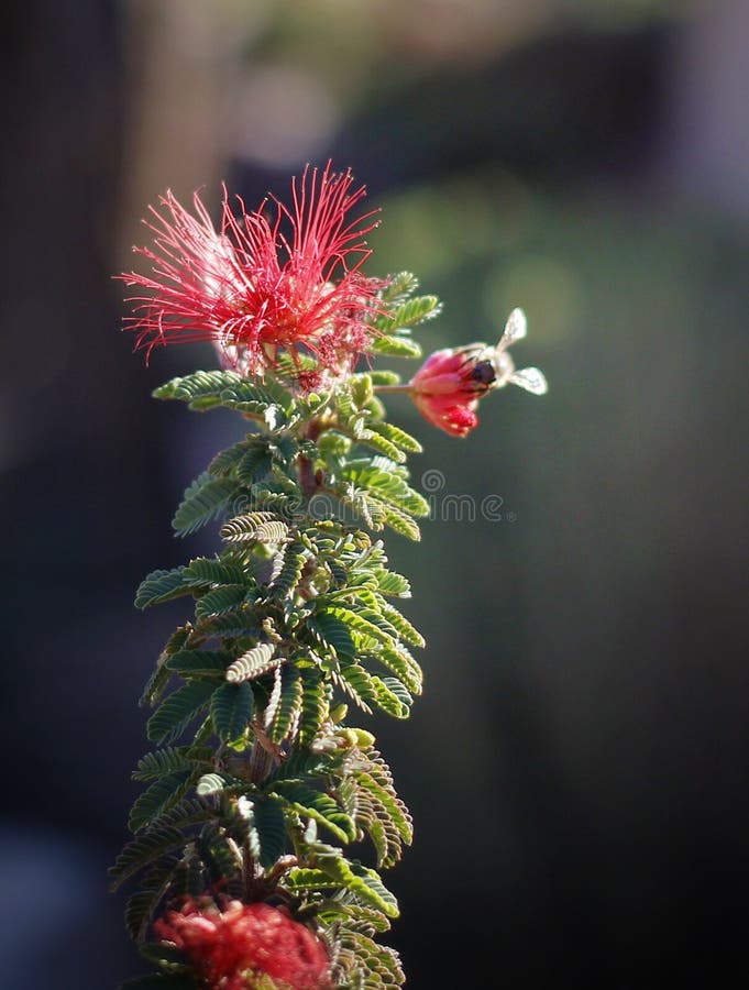 Fairy Duster stock image. Image of wildflowers, duster - 67292759