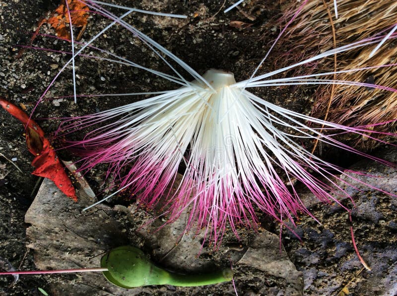 Fairy Duster Flower in the Sand Stock Image - Image of arizona, beach ...