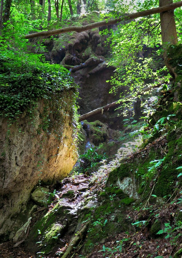 Fairy forest landscape stock image. Image of park, landscape - 106956367