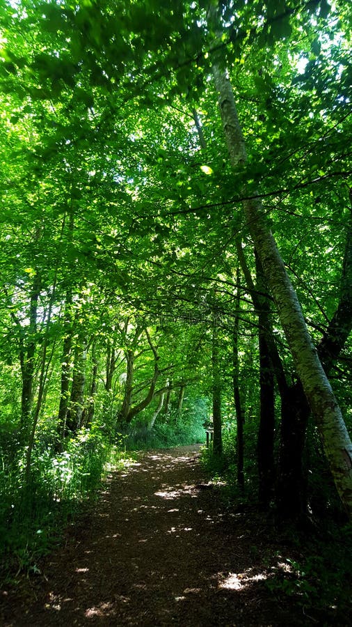 Fairy forest stock image. Image of switzerland, fairy - 138592981