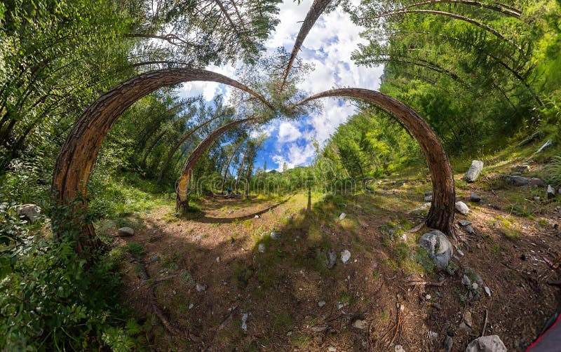 Fairy Forest Wide-angle Panorama Polar Distortion. Stereographic Stock ...