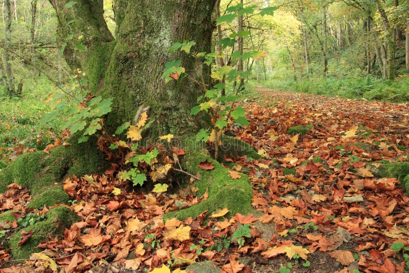 Fairy Glen, Rosemarkie, Highlands of Scotland Stock Photo - Image of ...