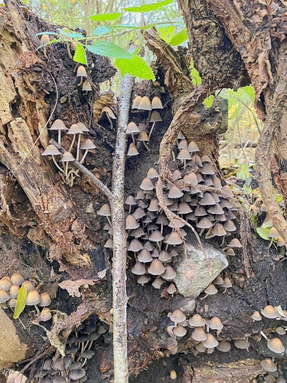Fairy Ink Cap on Root of Fallen Tree Stock Photo - Image of ...