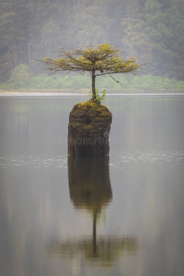 Fairy Lake Bonsai Tree Reflection Stock Photo - Image of water, tree ...