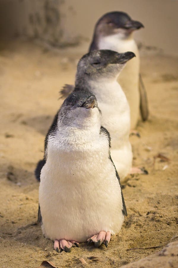 Fairy Penguin (Eudyptula Minor) Stock Photo - Image of eudyptula ...
