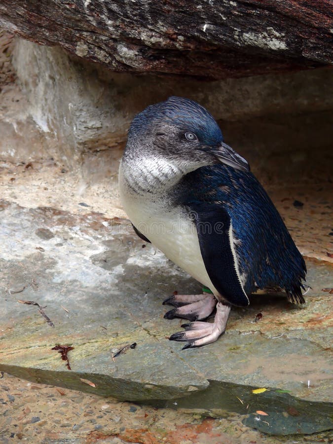 Fairy penguin stock image. Image of sand, australia, boulders - 22742799