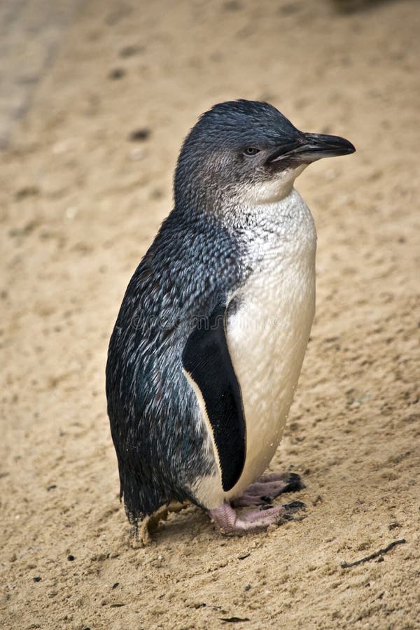 Fairy Penguin Stock Photos - Download 307 Royalty Free Photos