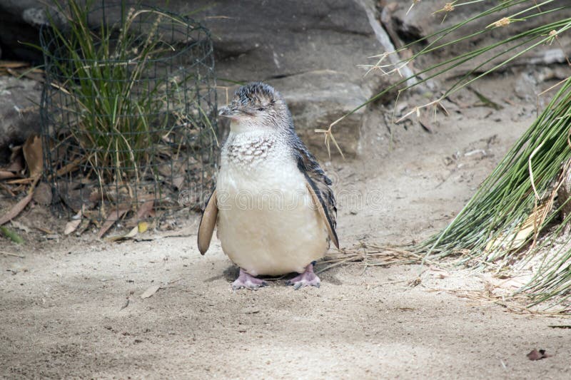 The Fairy Penguin Walked Down the Path Toward the Water Stock Photo ...