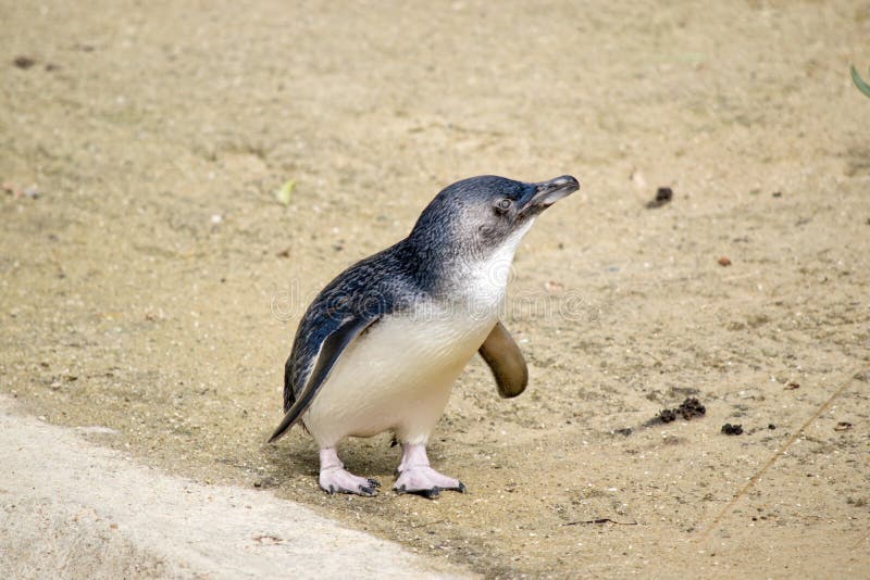 The Fairy Penguin is a Black and White Seabird that Cannot Fly Stock ...