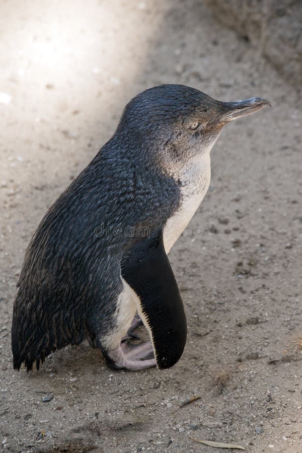 Fairy Penguin (Eudyptula Minor) Stock Photo - Image of eudyptula ...